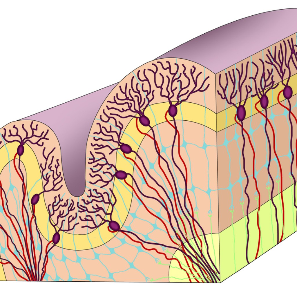 New Blood-Brain Barrier Shuttle Can Transport Drugs Into Central ...