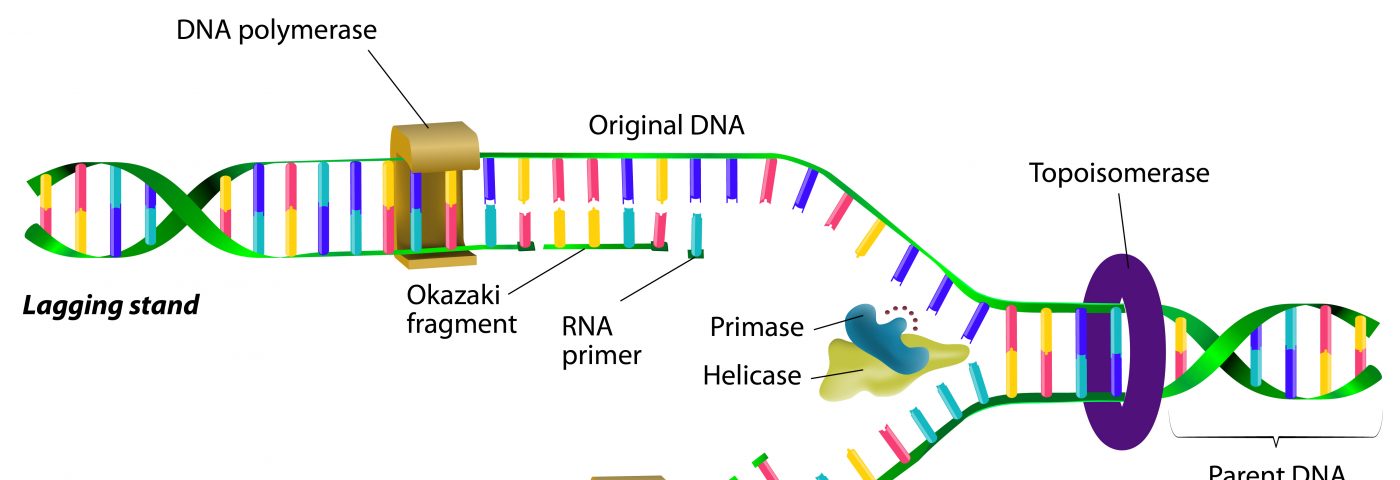 Study Unravels Steps in Mutation That Causes Friedreich's Ataxia ...