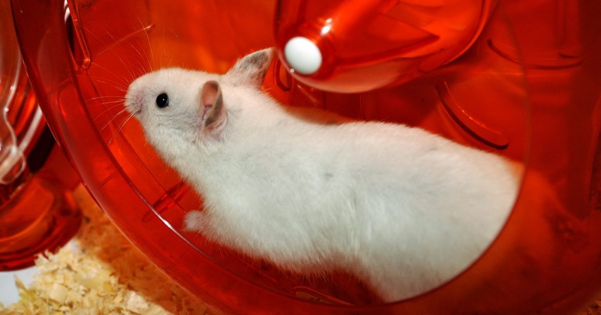 FA Symptom Onset Prevented by Endurance Exercise, Mouse Study Finds