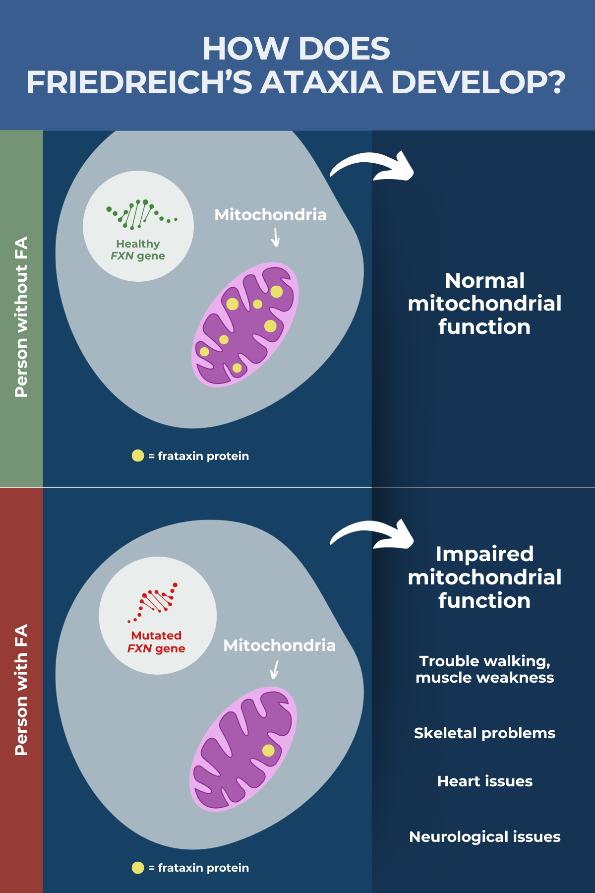 What is Friedreich's ataxia? | Friedreich's Ataxia News